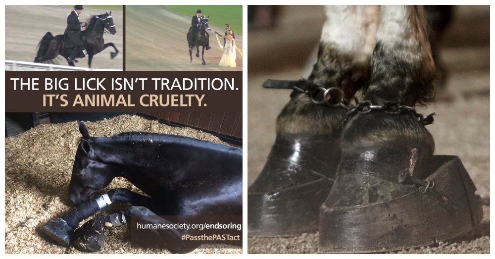 17. SORING HORSES: UNETHICAL PRACTICE MAKING HORSES SUFFER | Reem Al-Sultan